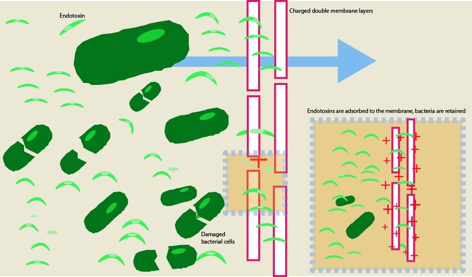 The Difference Between Sterilizing Fluids and Endotoxin Removal
